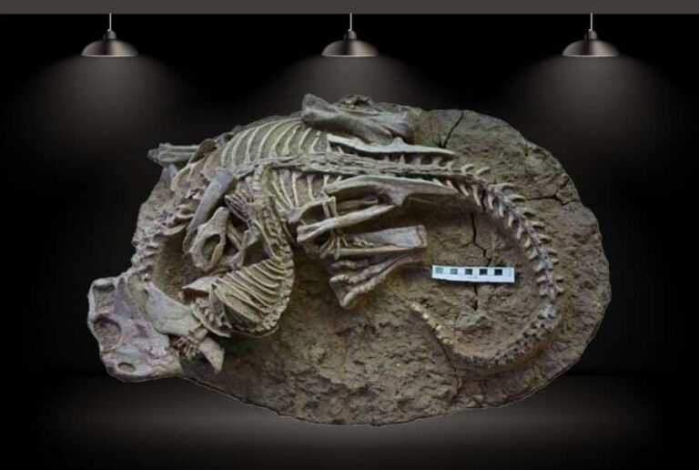ASTONISHING FOSSIL UNVEILS ANCIENT PREDATOR-PREY ENCOUNTER IN NORTHEAST ...
