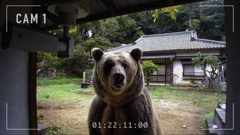 JAPANESE CITY CLOSES NEARLY 100 SCHOOLS AFTER RARE BEAR SIGHTING